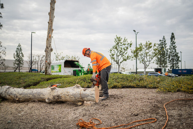 Tree Removal - California Tree Design